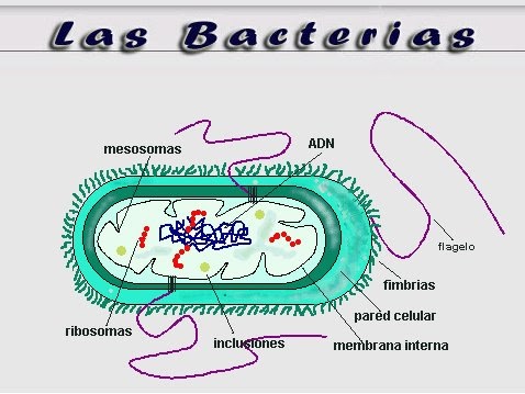 BIOLOGÍA nivel enseñanza media : Mesosoma
