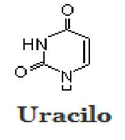 BIOLOGÍA nivel enseñanza media : Uracilo,