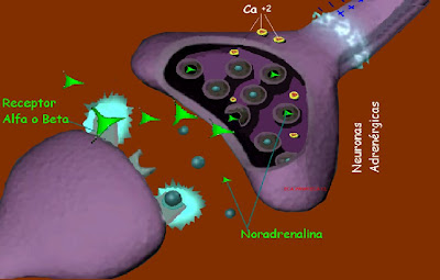 BIOLOGÍA nivel enseñanza media : Noradrenalina