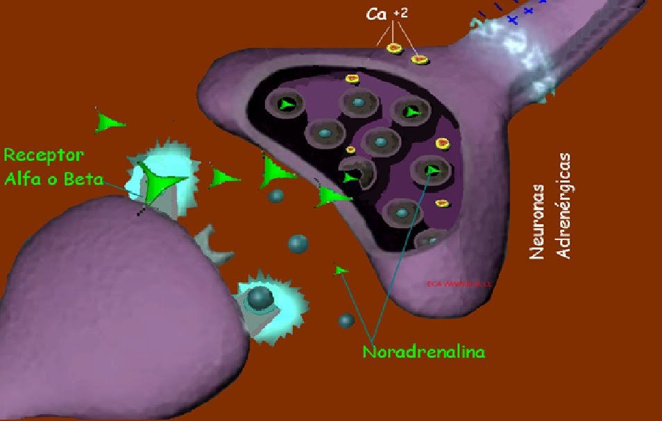 BIOLOGÍA nivel enseñanza media : Noradrenalina