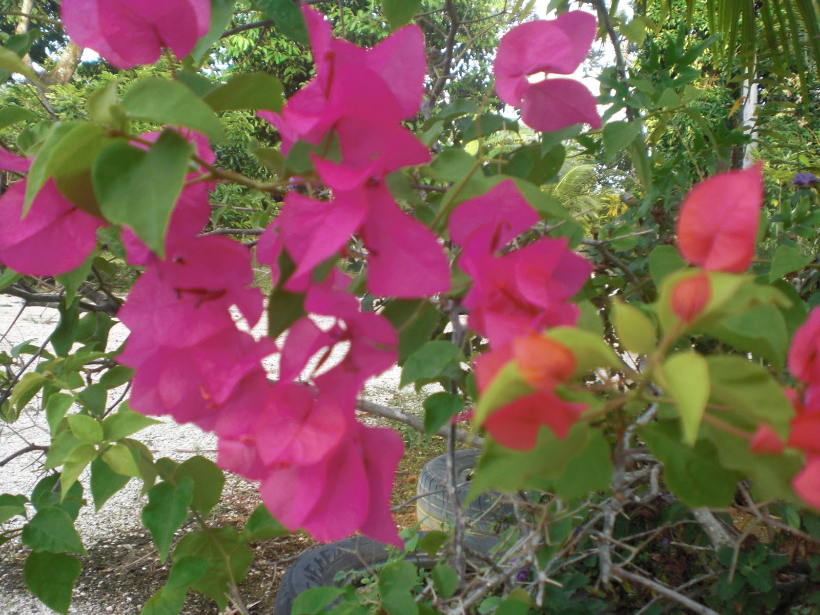 Hani's Precious: Bunga2an Malaysia