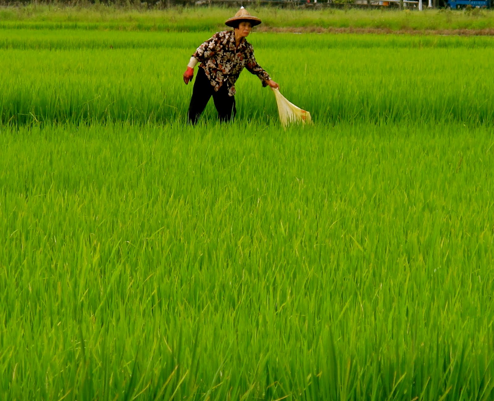 Beautiful Taiwan: Rice Fields in Ludong, Yilan County , Taiwan