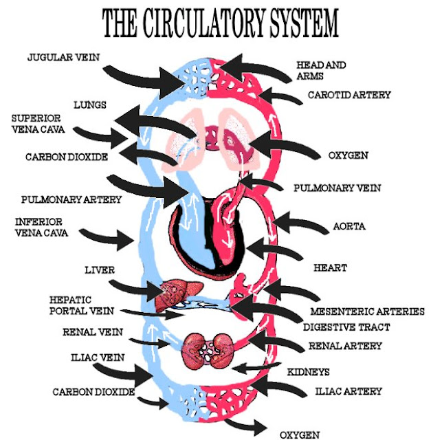 Science Class aipcv: Summary #7 A Blood System