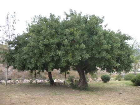 Beni's Israeli newsletter: The carob tree