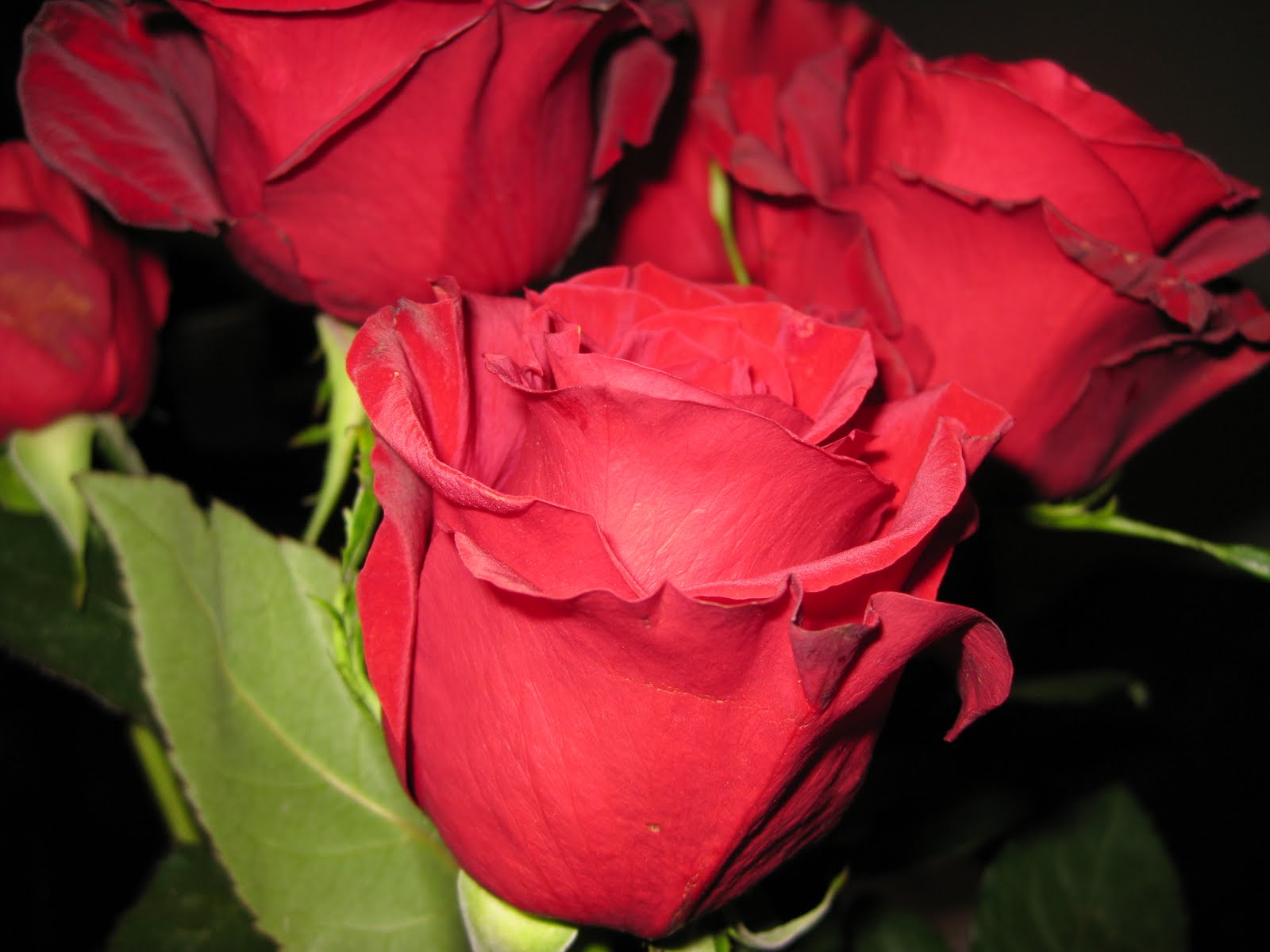 Satuprinsessan valtakunta: Ruusuja