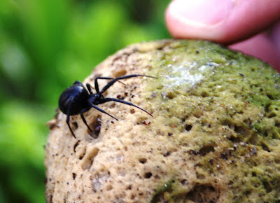Augsburg BioLOG: New Zealand Spiders!