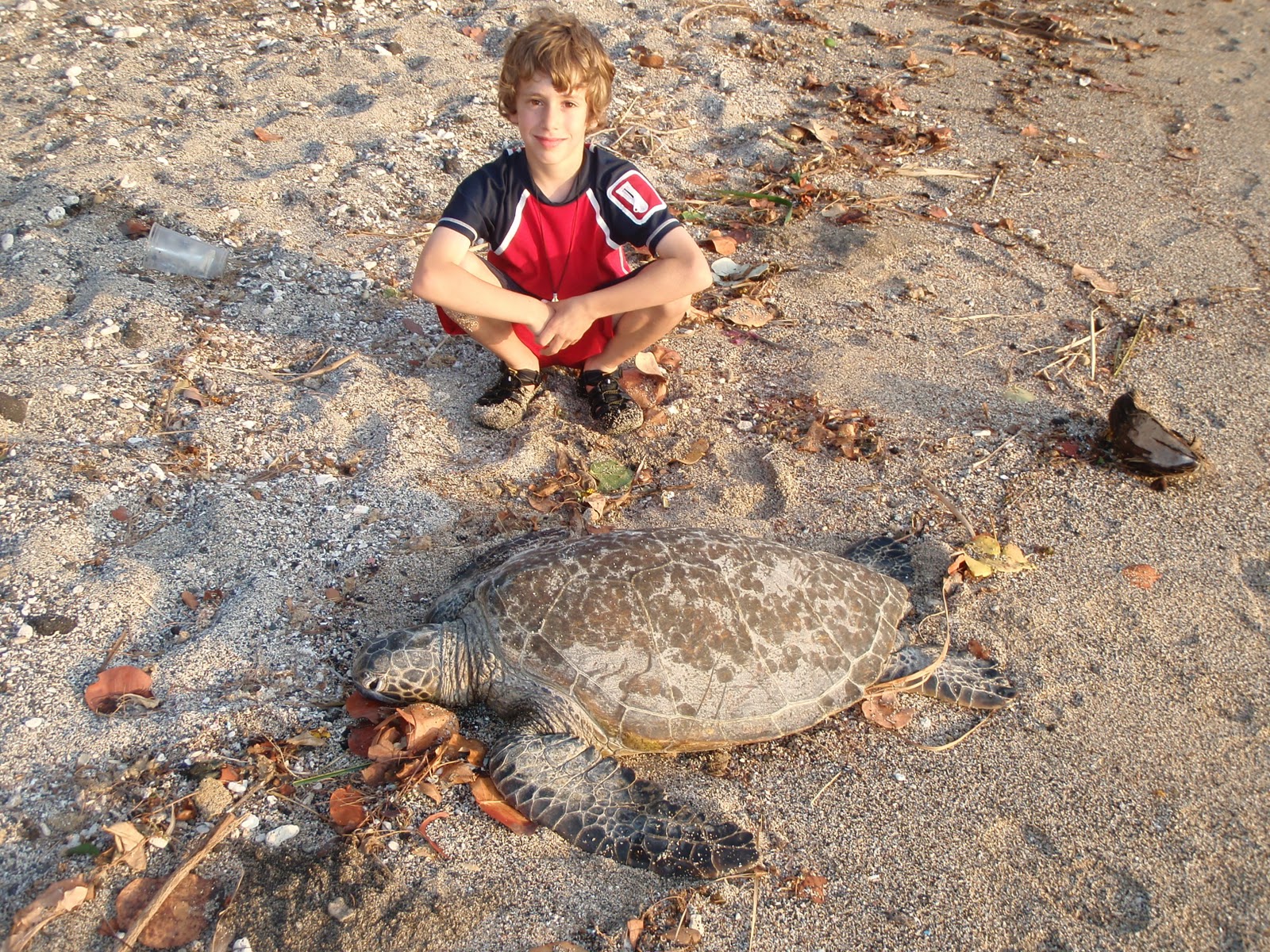 NEC Belize: Spotlight: Turtles