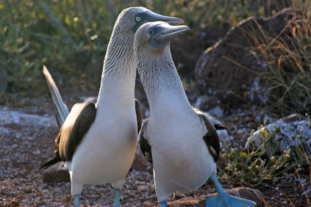 GALAPAGOS UN LUGAR DE ENSUEÑO: ANIMALES DE LAS ISLAS GALAPAGOS