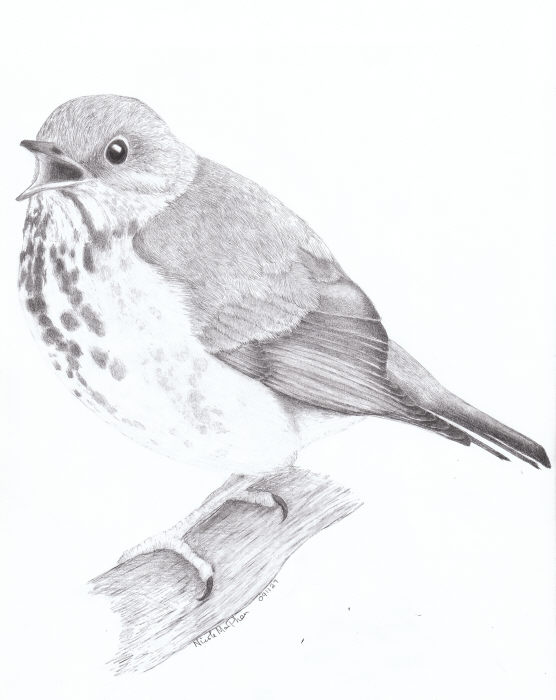 Art By Nic Mac: Drawing - Hermit Thrush