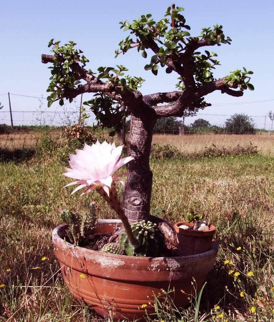 It's always tea-time.: Cactus en fleur..