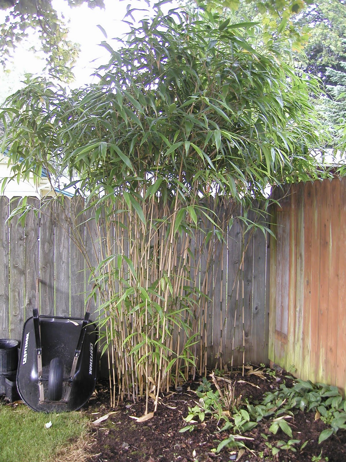 Northwest Garden Guide: Bamboozled.....