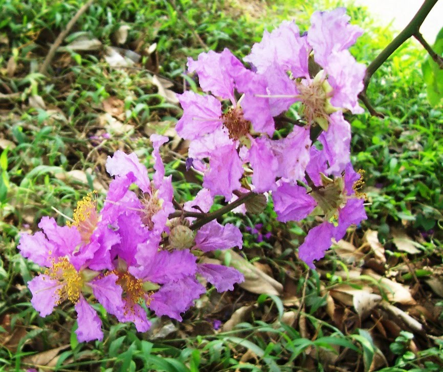 yuli nugrahani: Kembang Bungur