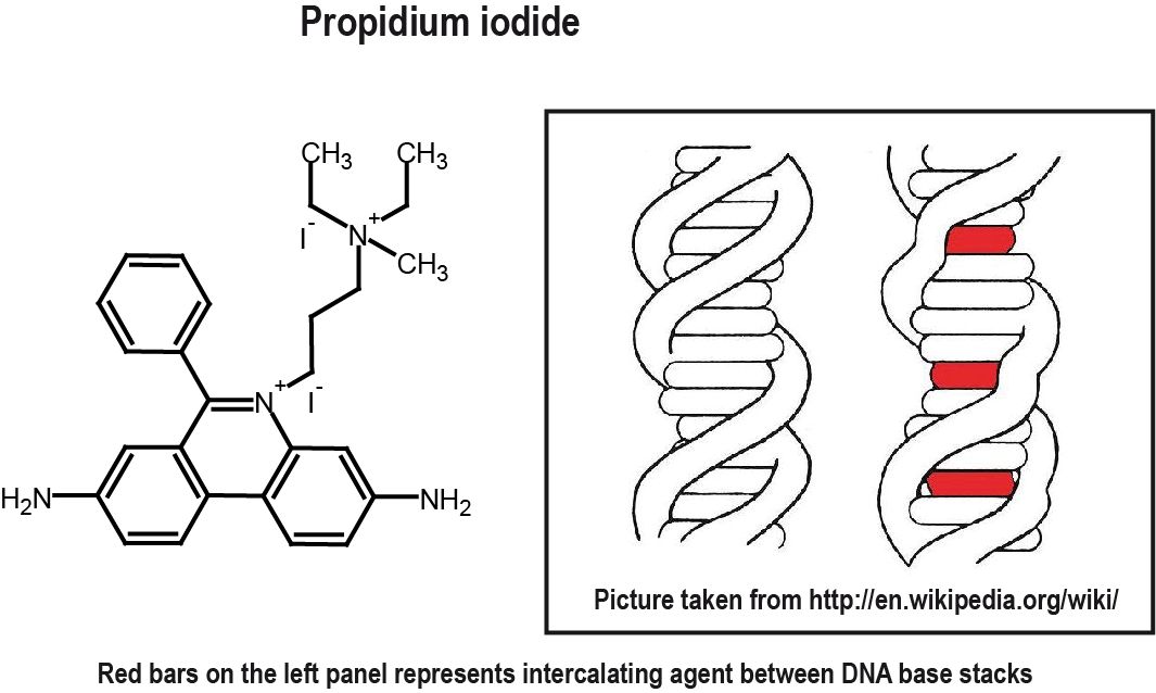 propidium iodide - meddic