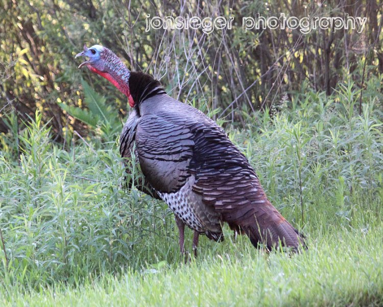 Northern Illinois Birder: Wild Turkey