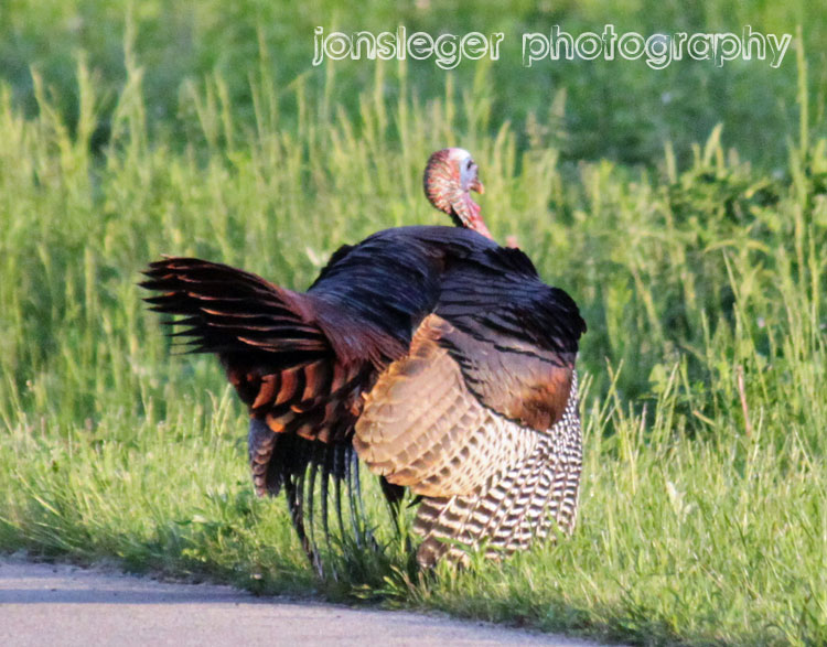 Northern Illinois Birder: Wild Turkey