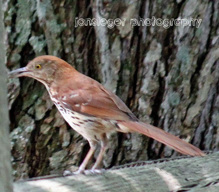 Northern Illinois Birder: Brown Thrasher