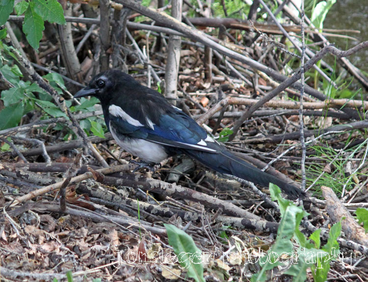 Northern Illinois Birder: Black-billed Magpie and American Crow