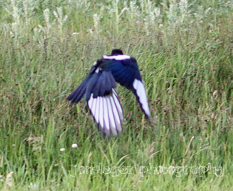 Northern Illinois Birder: Black-billed Magpie and American Crow