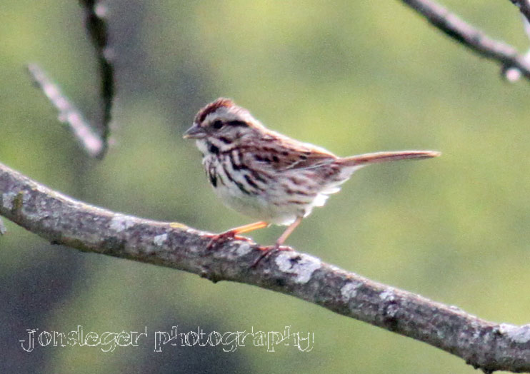 Northern Illinois Birder: Song Sparrow ( #3)