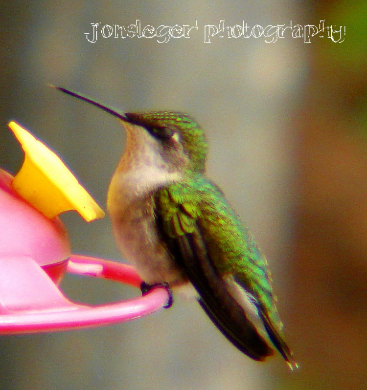 Northern Illinois Birder: Ruby-throated Hummingbird