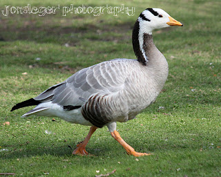 Northern Illinois Birder: Bar-headed Goose