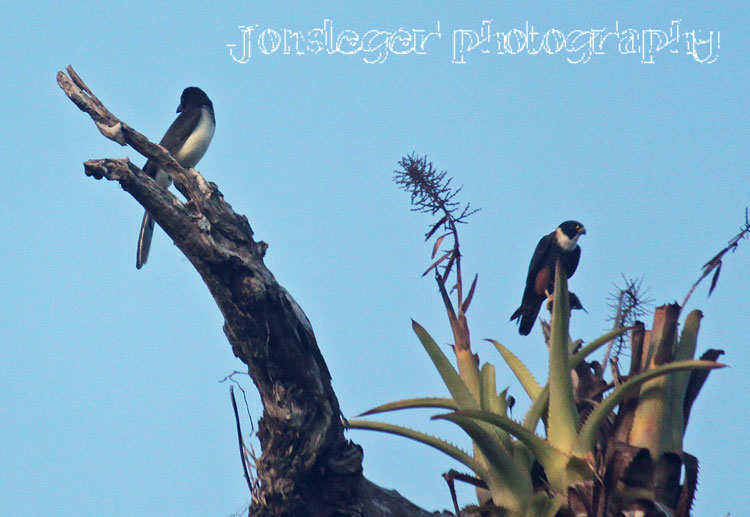 Northern Illinois Birder: Bat Falcon vs. Brown Jay,