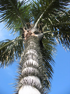 AMBIENTE ACREANO: PALMEIRA TUCUMÃ