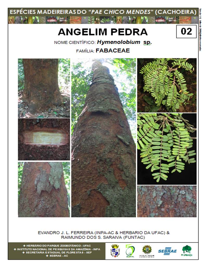AMBIENTE ACREANO: ANGELIM PEDRA