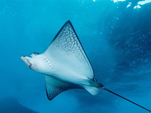 Animal World: Raia