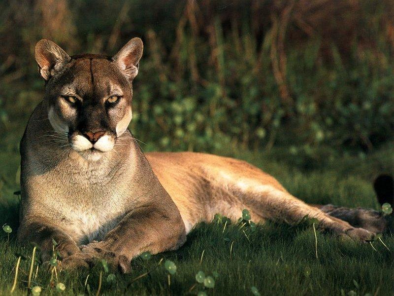 PARQUE NATURAL LOS NEVADOS: PUMA CONCOLOR
