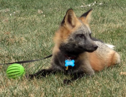 The Pet Fox: The Importance of Collars and Tags