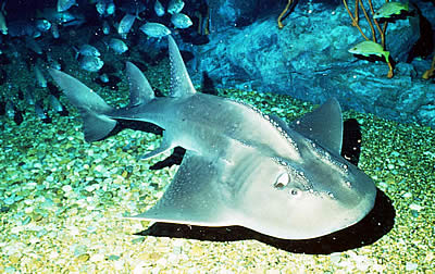 Haykal punya taste: hiu pari