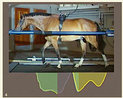 Fran Jurga`s Hoofcare + Lameness: Video: Equine Biomechanics Integrated ...