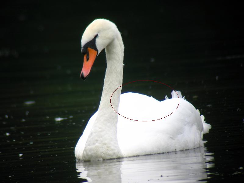 How to Get Rid of Purple Fringing (Chromatic Aberration) In Photoshop ...