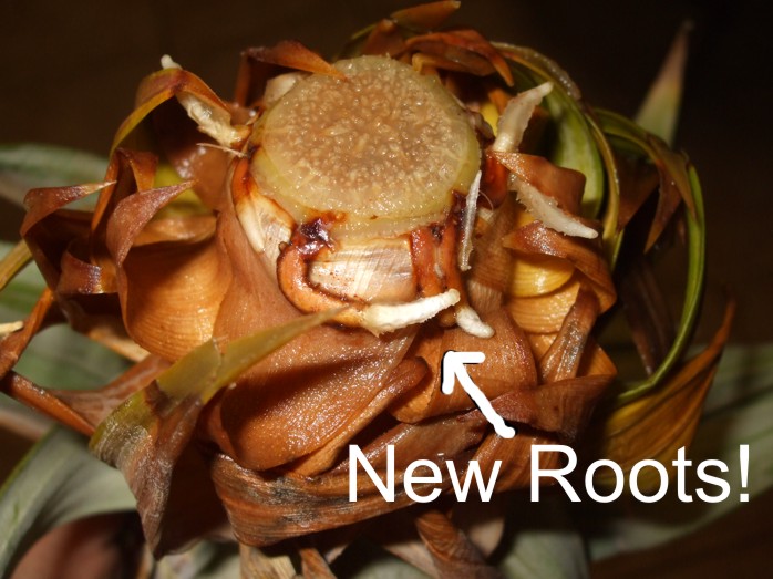 Rebecca J. Carlson: How to Plant a Pineapple