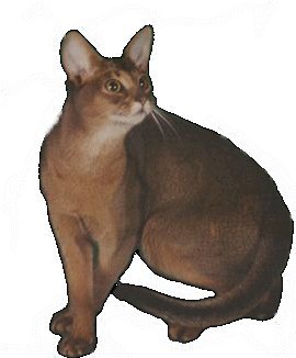 Abyssinian Breed Of Cat: Breed of Cats Abyssinian AKA Abby Cats