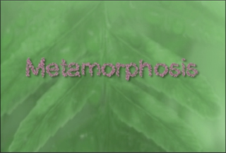 Isabella's Look on Film: Metamorphosis Animation Project