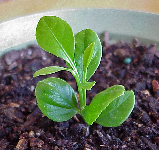 Prairie Handmade: Lemon Sprout Thriving