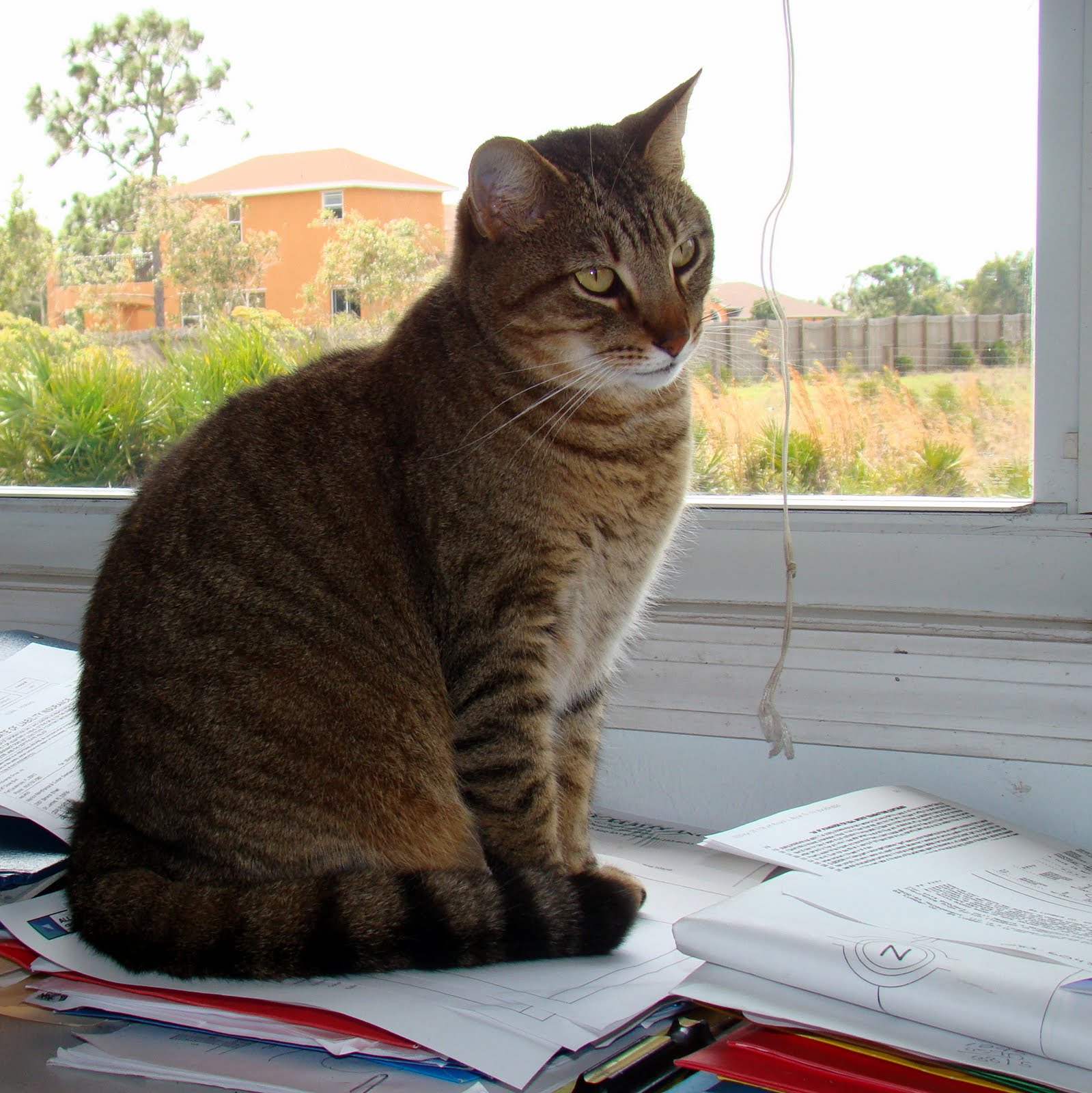 Pine Island, Florida: Native Pine Island Cats