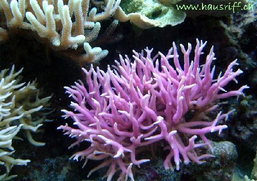 Microbiologia Marina: LOS CORALES