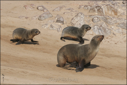 All Things Animals .. and Random Thoughts By Me: Letter to Hatem Yavuz