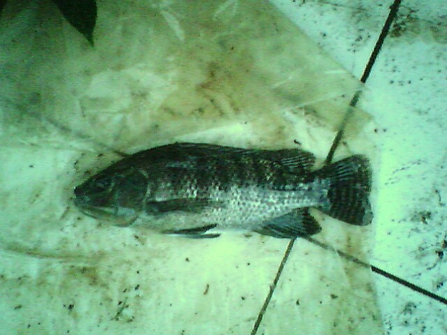 calon induk ikan nila | Tips Petani