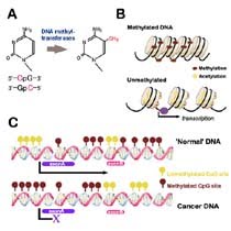 Information about DNA and Biology: Sequence Modification