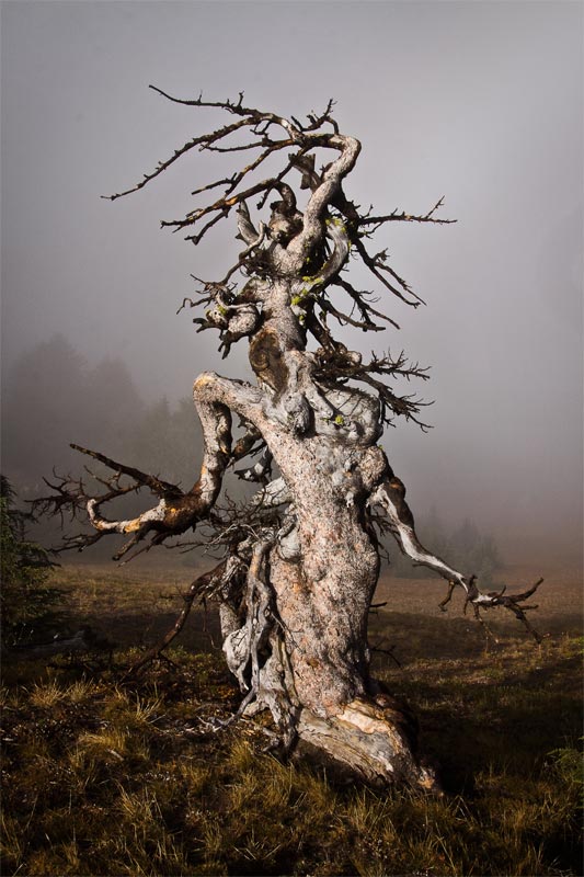 See pictures of the world's oldest baobabs, junipers, olive trees, and ...