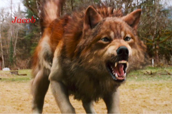 Saga Crepusculo: Amigo Lobo