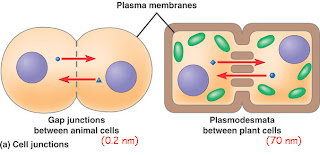 my superior biology blog :P: Cell Communication
