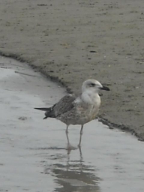 pur si simplu....: un pui de pescarus...