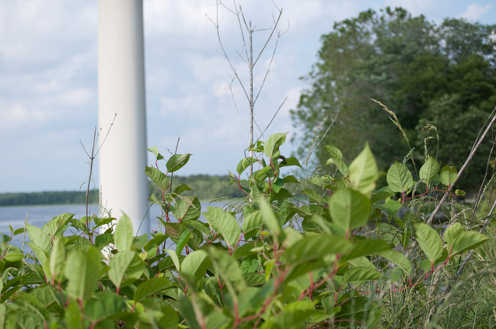 The Little Birds Are Urging Me: Small Town America --- Sharptown