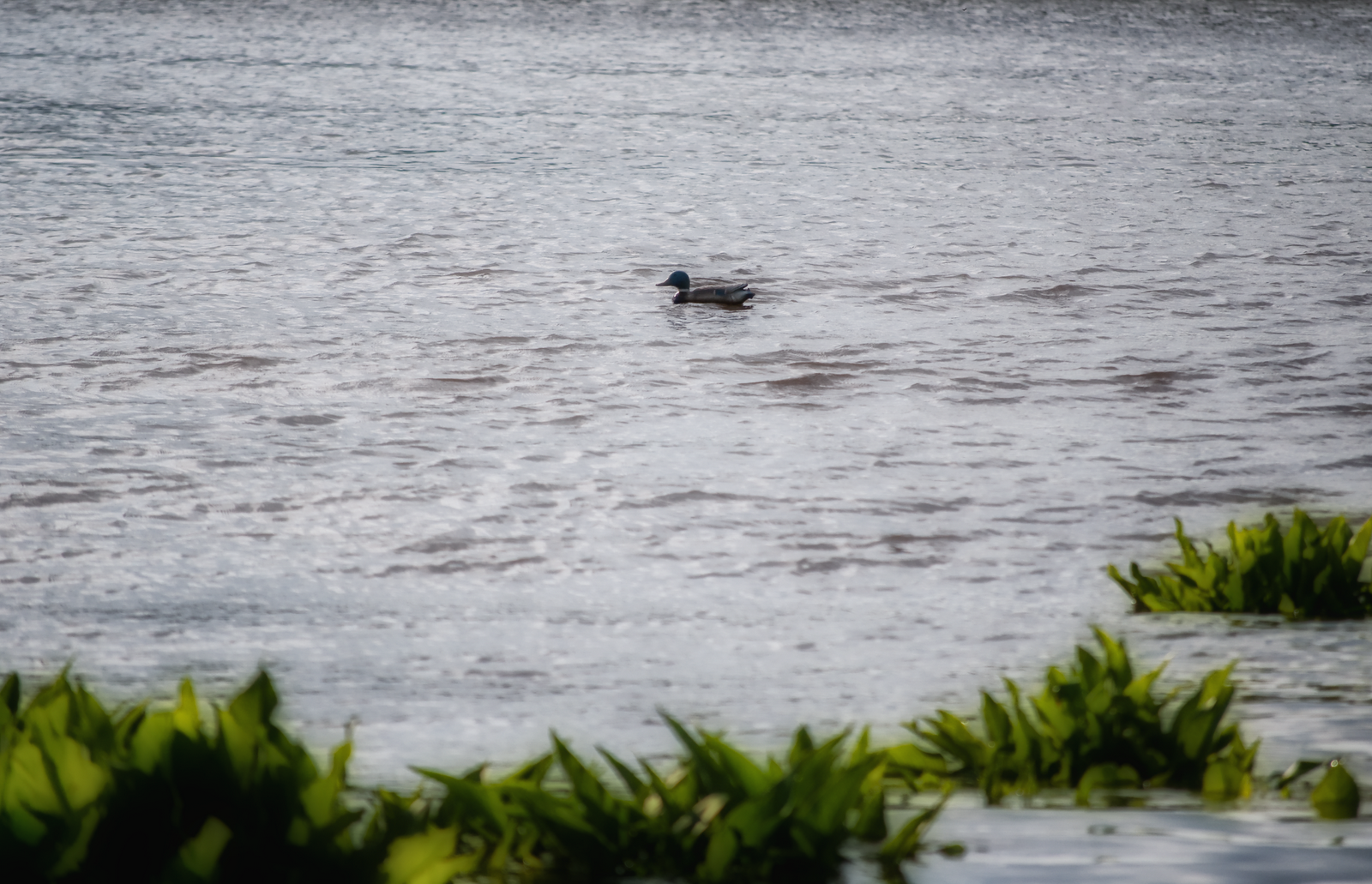 The Little Birds Are Urging Me: Small Town America --- Sharptown
