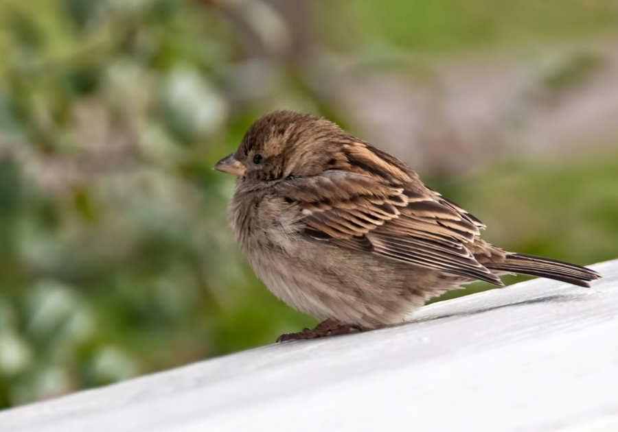 The Little Birds Are Urging Me: A Day Trip To Philadelphia